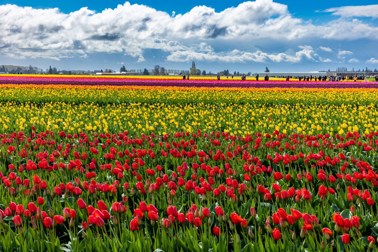 Explore the Best 2025 Seattle Events in One Calendar